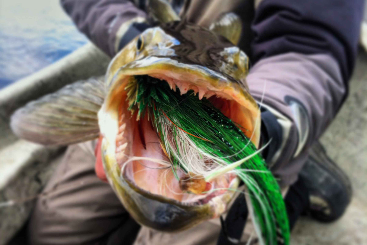 The Muskies Most Likely To Hit A Fly? You Might Be Surprised. – Musky Shop