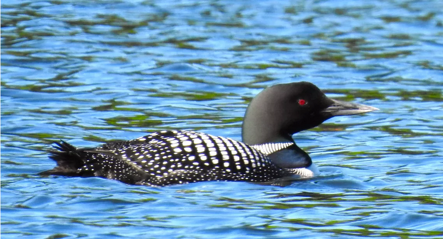 Sierra Club Wisconsin: Loon Facts – Musky Shop