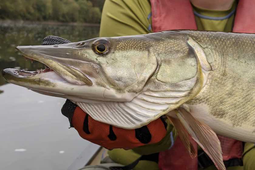 River Monsters: How to Tangle with Moving-Water Muskies – Musky Shop