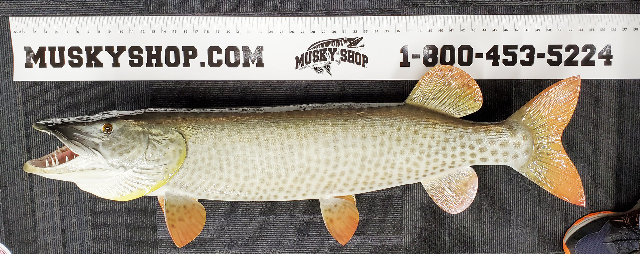 Musky Shop 6"x60" Musky/Pike Measuring Ruler Decal
